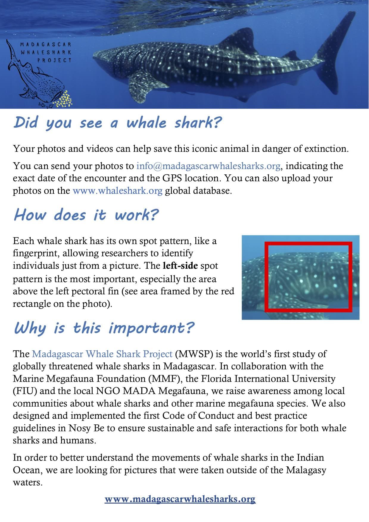 How to photo-identify a whale shark | Madagascar Whale Shark Project ...
