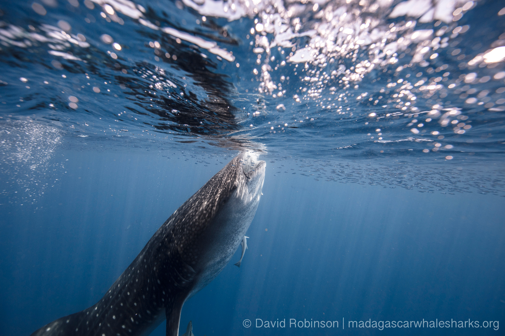 Latest news before the season starts - Madagascar Whale Shark Project